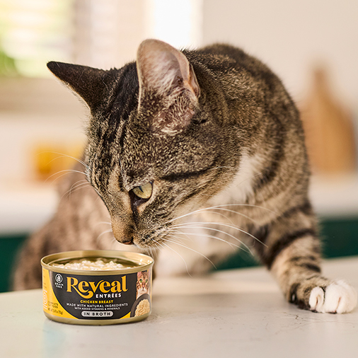 Reveal Expands Its Natural Cat Food Lineup with New Entrées, Bone Broth ...